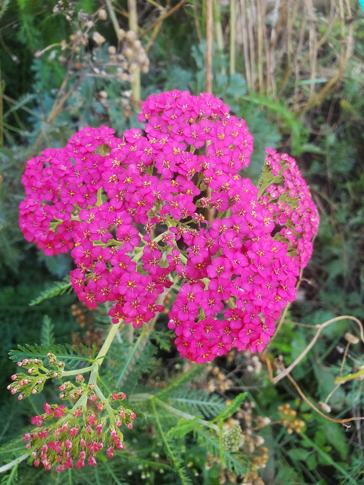 Yarrow, Hot Pink – Grand Seeds